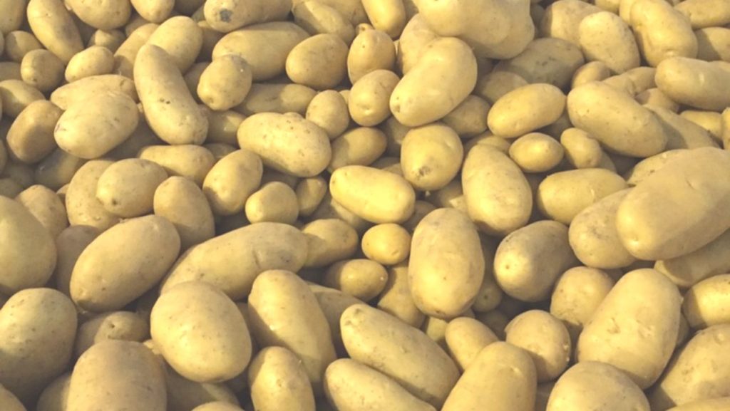 ¿Qué es la patata temprana? ¿cuáles son las diferencias con la patata ...